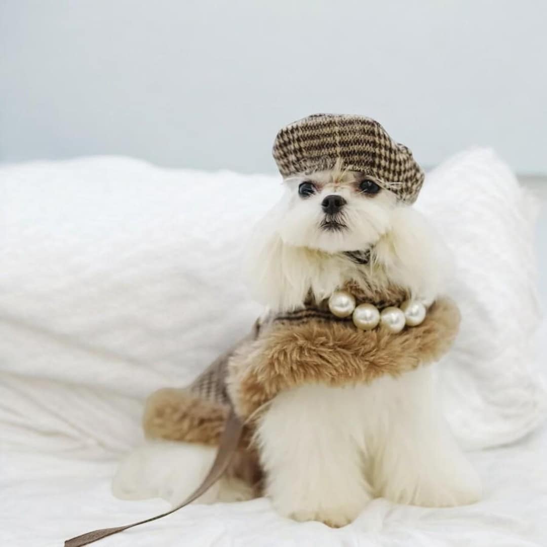Chic Dog Beret and Sweater Set Tweed Dog Clothes Luxury Pet Outfit ...