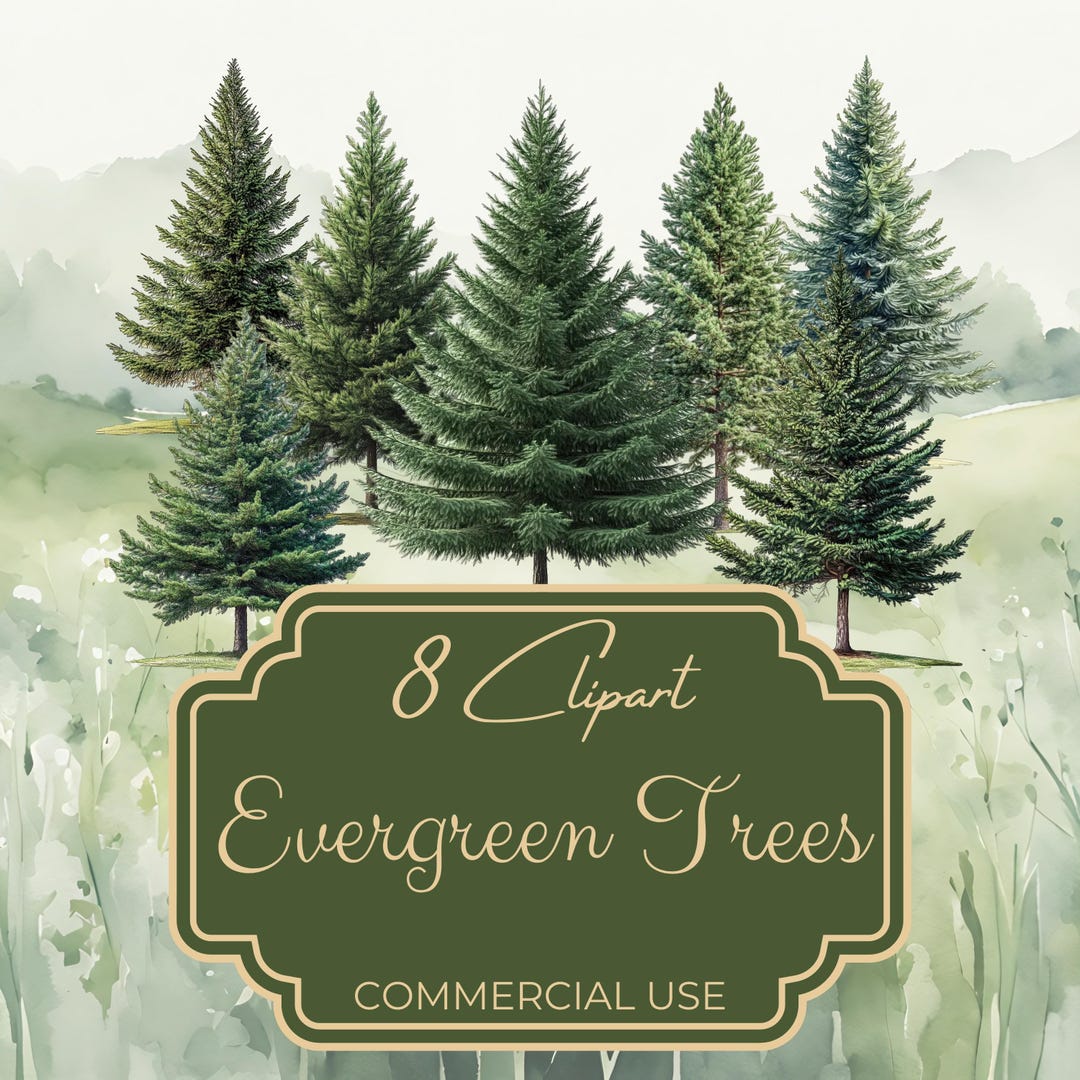 Evergreen Tree Clipart: Winter Pine Tree Illustrations (commercial Use ...