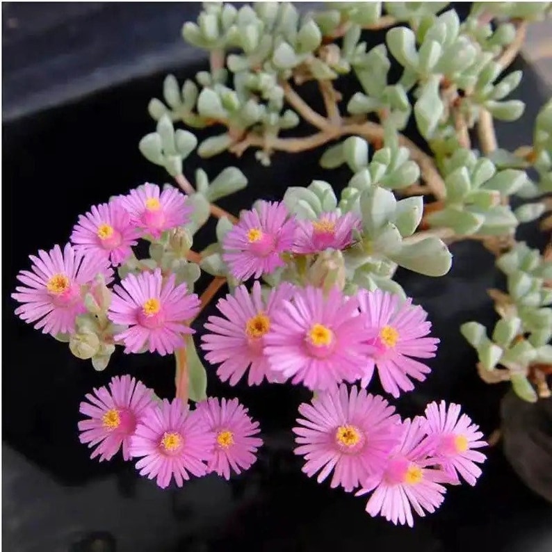 Sandstone Vygie Succulent: Pink Ice Plant, Rare Oscularia Deltoides - Etsy