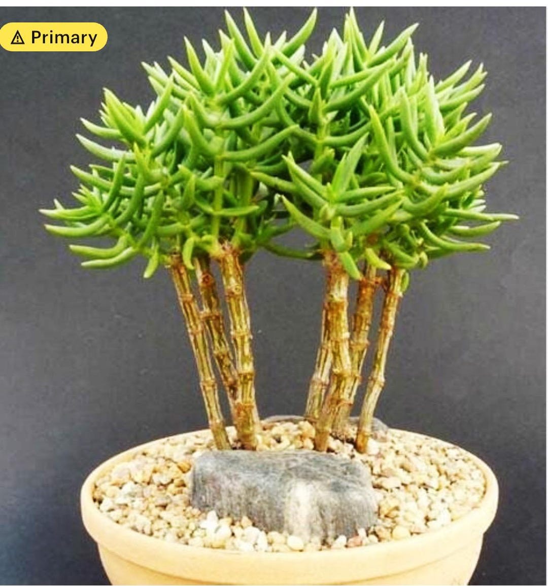 Crassula Tetragona Succulents: Miniature Pine Tree for Bonsai - Etsy
