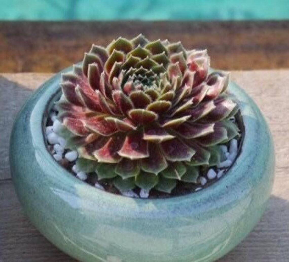 Sempervivum Jade Rose, Hens and Chicks Succulents, Bare Root, Frost ...