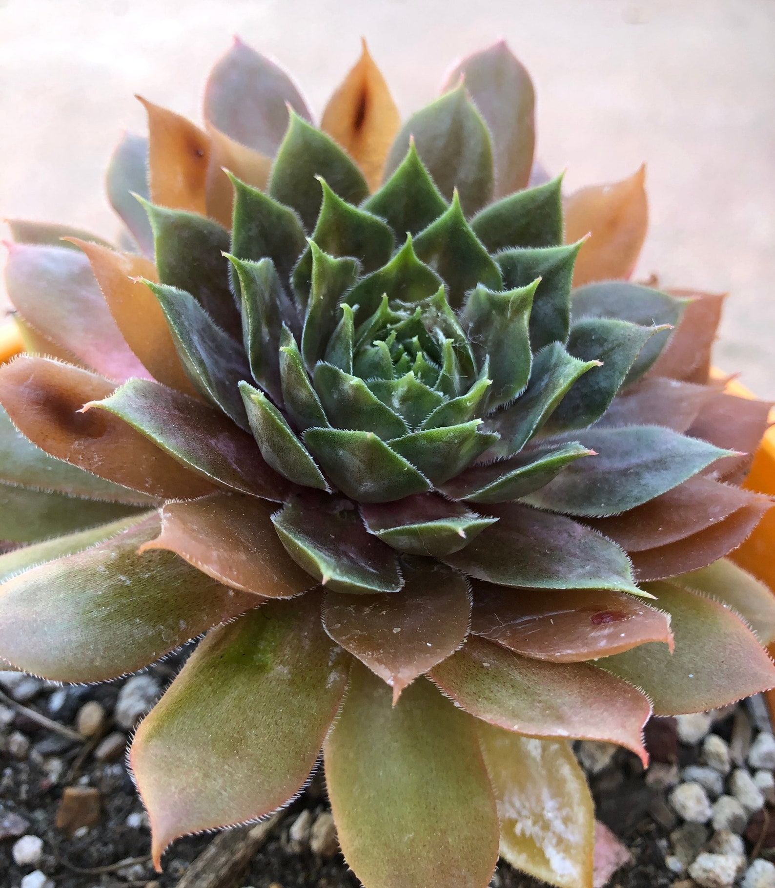 Sempervivum Jade Rose, Hens and Chicks Succulents, Bare Root, Frost ...