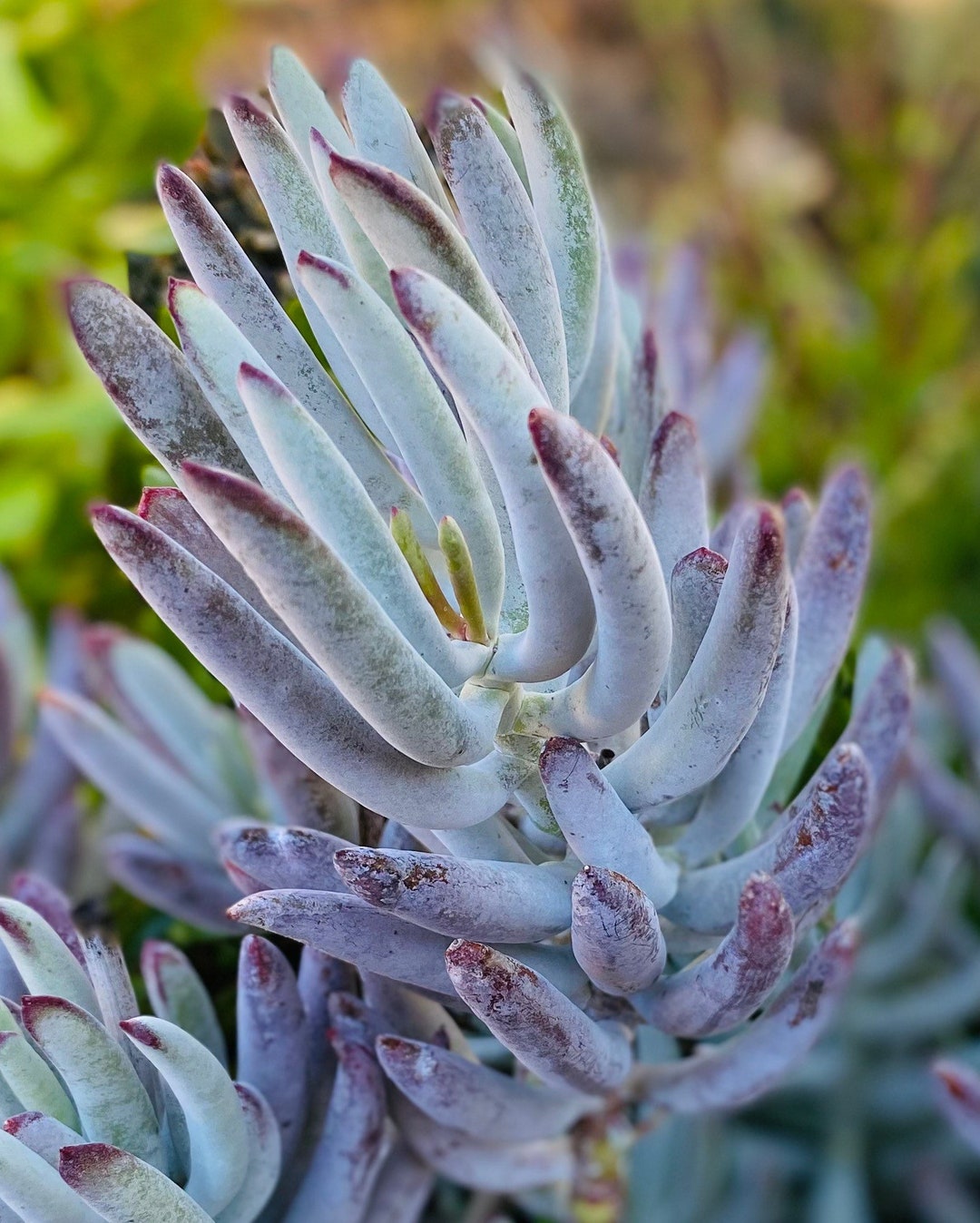 Cotyledon Orbiculata, White Sprite, Rare Succulent, White Powdered - Etsy