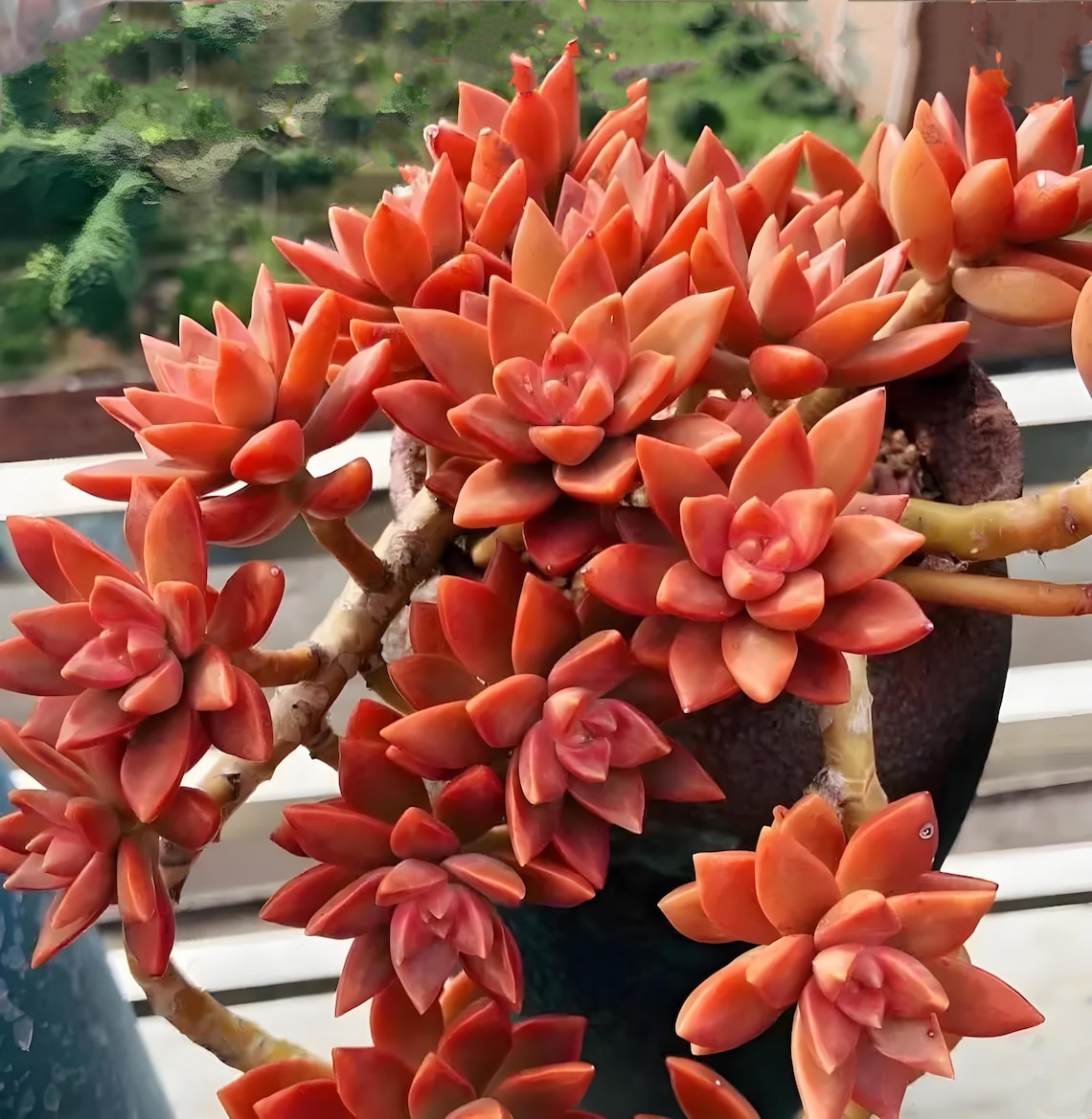 California Sunset, Bright Orange Rare Hardy Succulent, Very EASY for ...