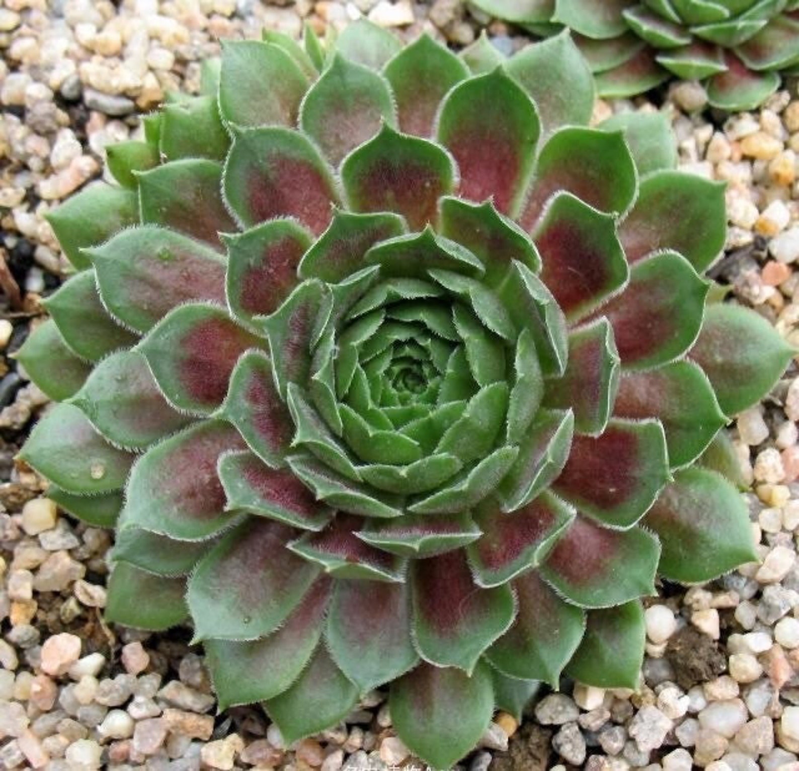 Sempervivum Jade Rose, Hens and Chicks Succulents, Bare Root, Frost ...