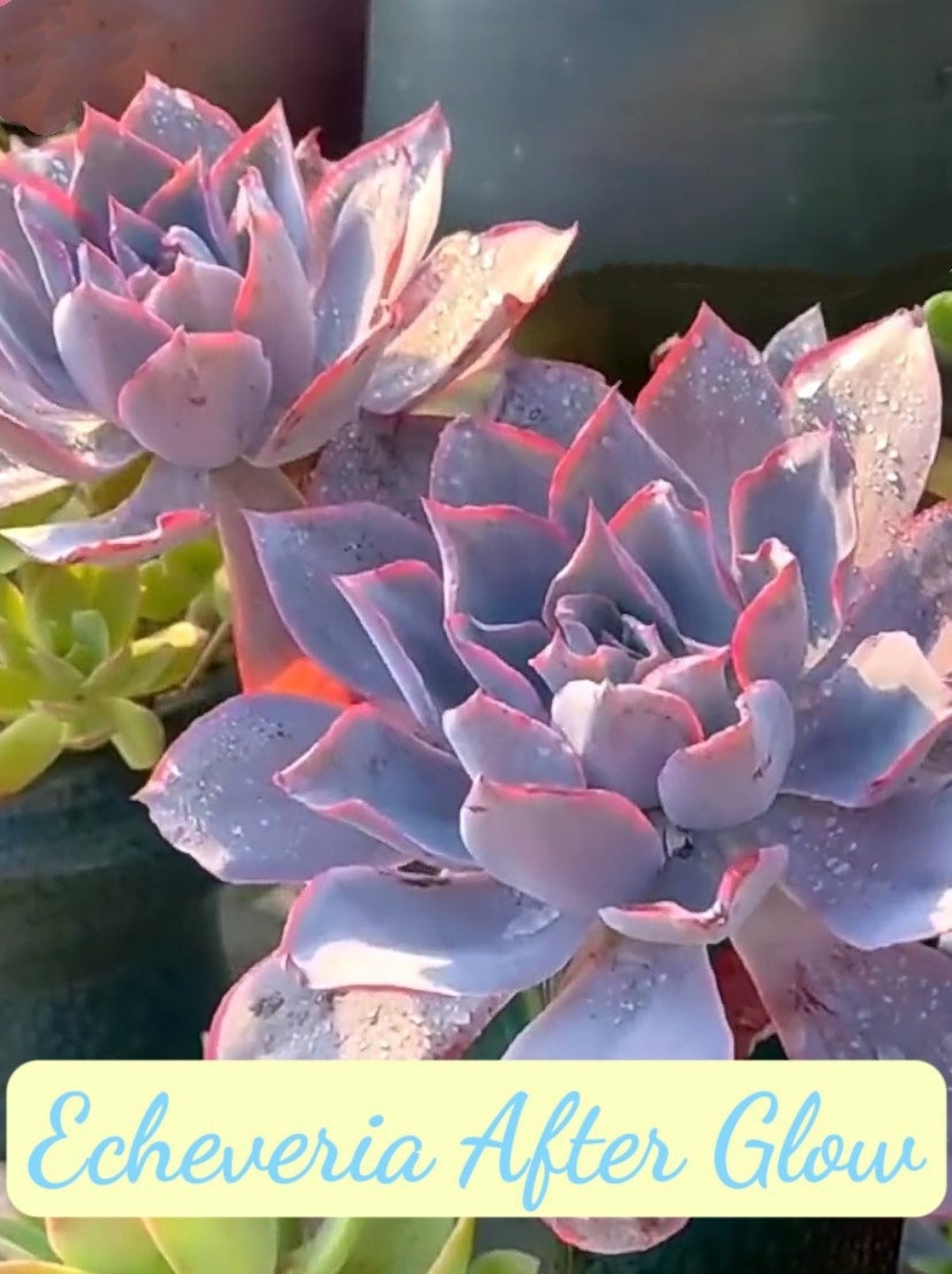 Echeveria After Glow Succulents, Well Rooted, Rare Beautiful Succulent ...