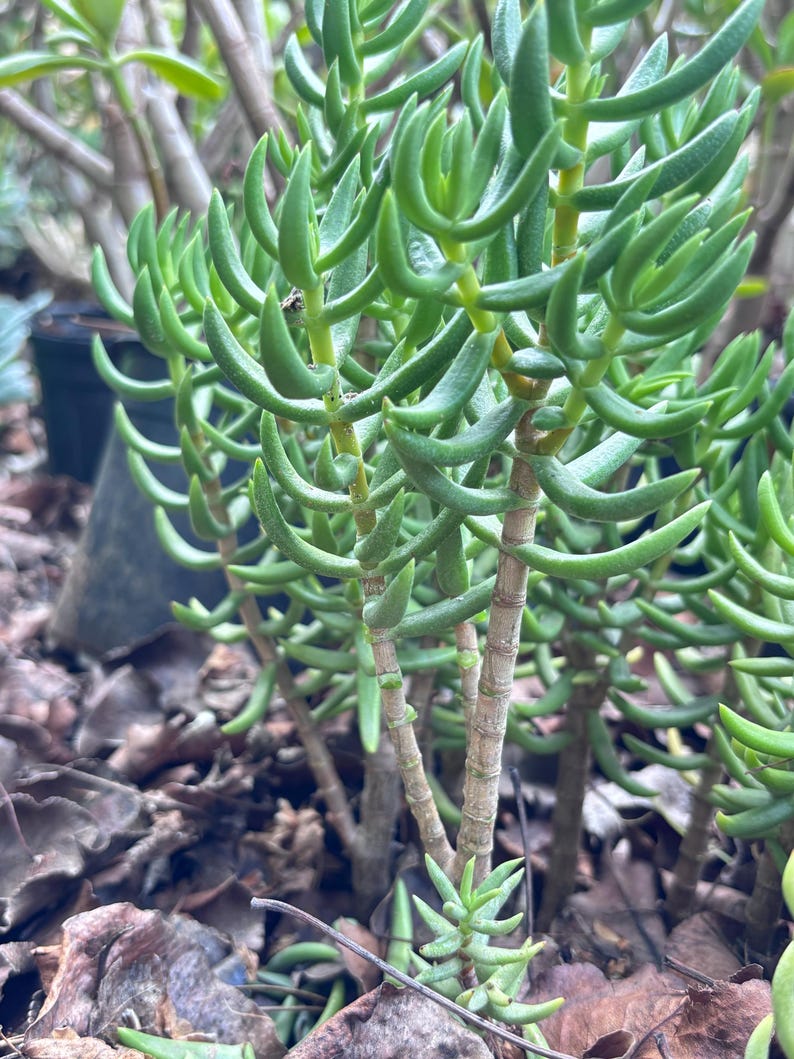 Crassula Tetragona Succulents: Miniature Pine Tree for Bonsai - Etsy