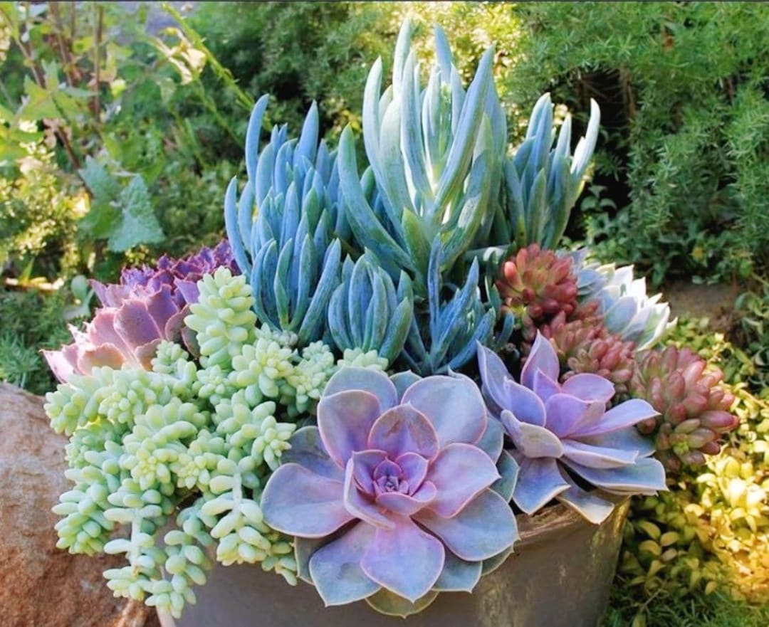Blue Chalk Sticks Succulent: Curio Repens, Easy Grow Plant - Etsy