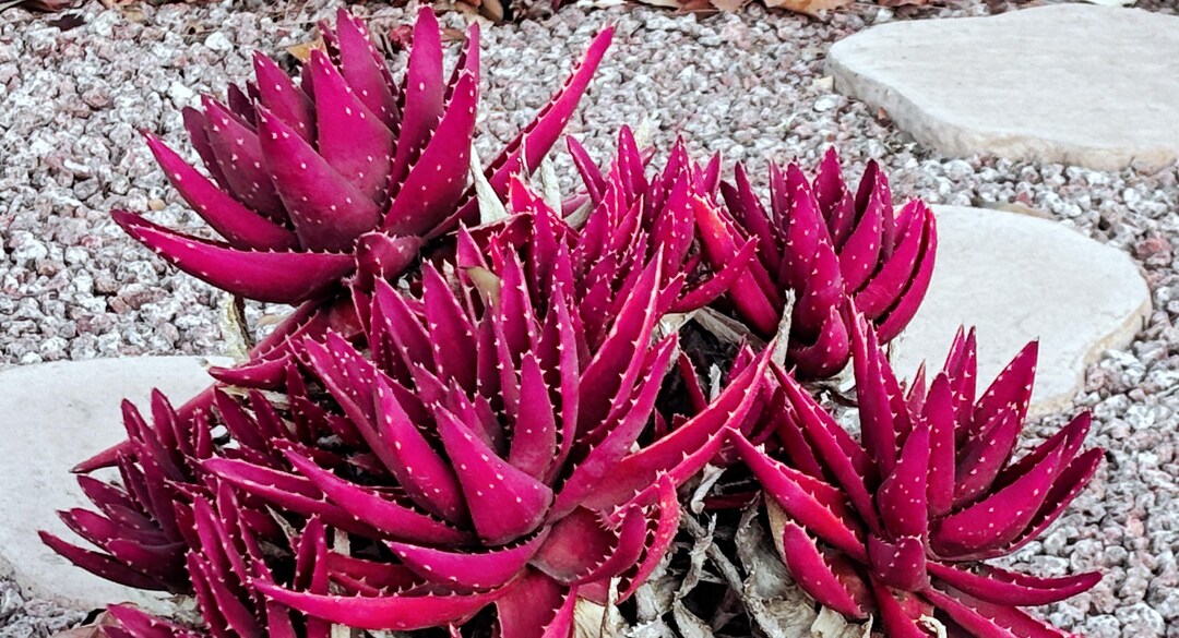 Aloe X Nobilis, Golden Toothed Aloe, Matured Multi Offsets, Super Heat ...