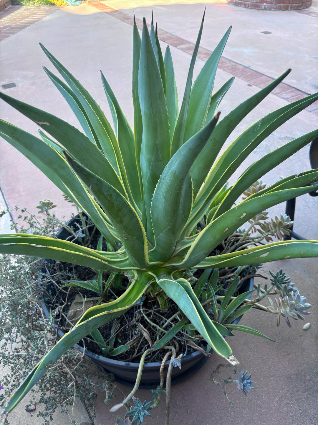 Variegated Agave Americana Common Names Century Plant Bare Rooted