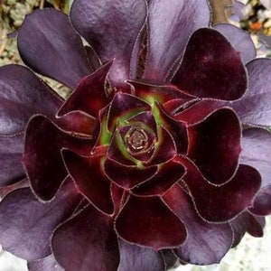 Aeonium Voodoo, Rare Limited Aeonium Succulents, Easy to Form Clusters ...