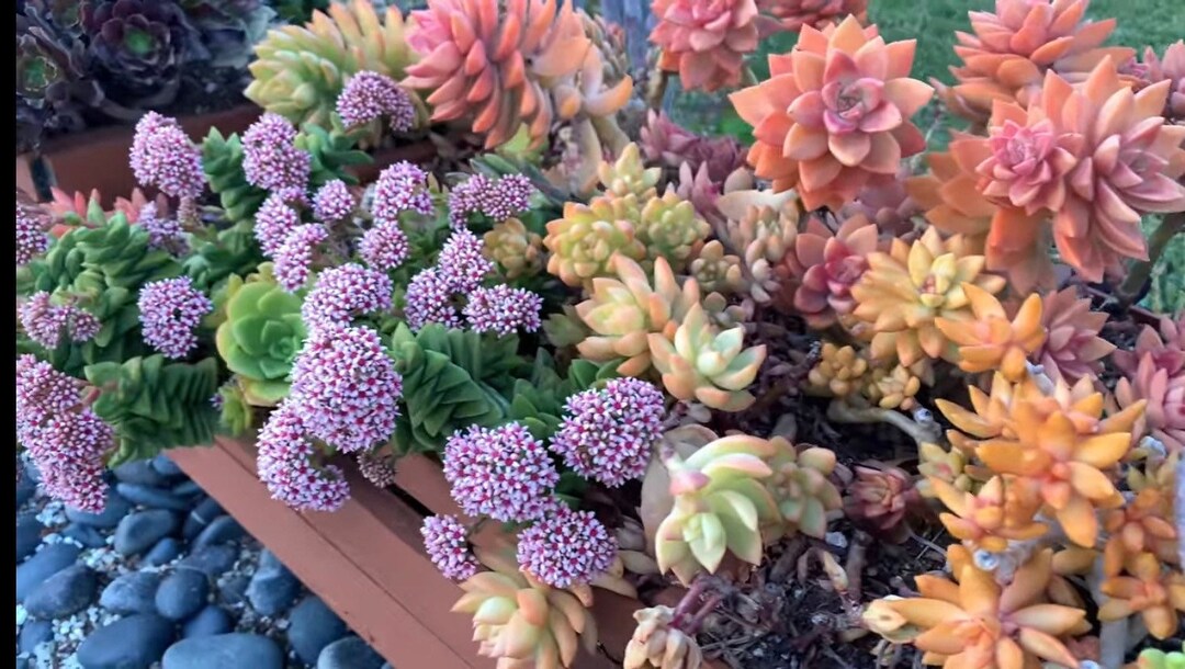 Crassula Springtime，rare Succulent With Long Lasting Massive Flowers in ...