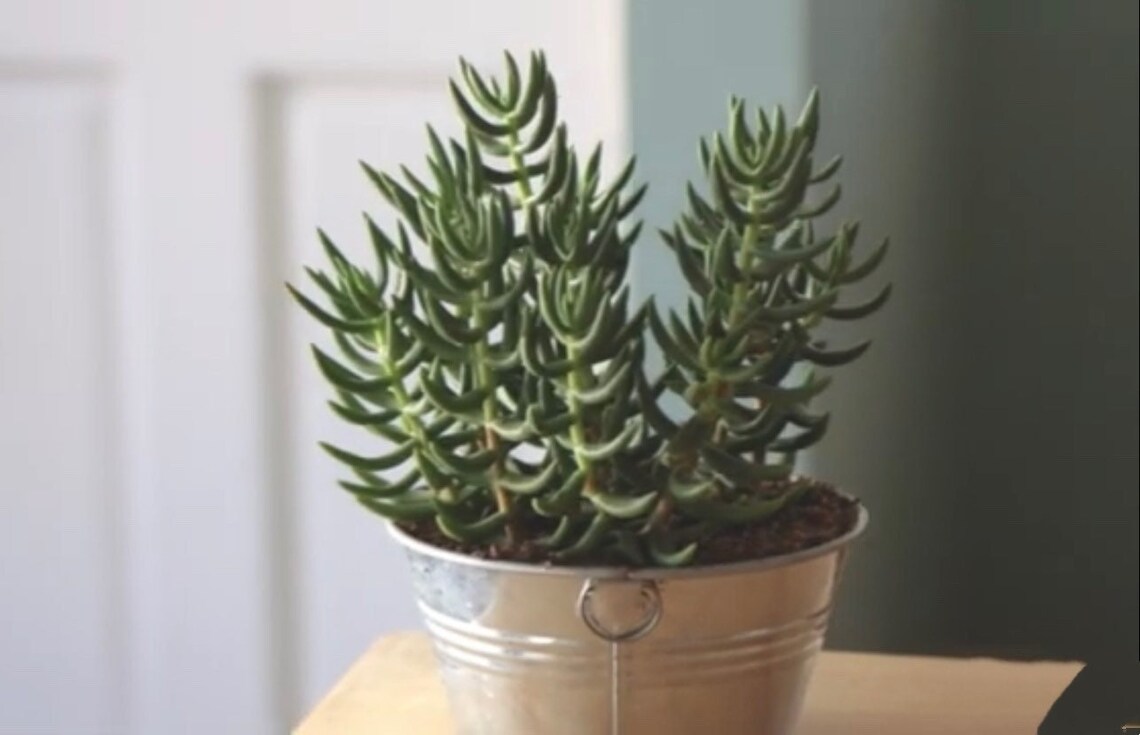 Crassula Tetragona Succulents: Miniature Pine Tree for Bonsai - Etsy