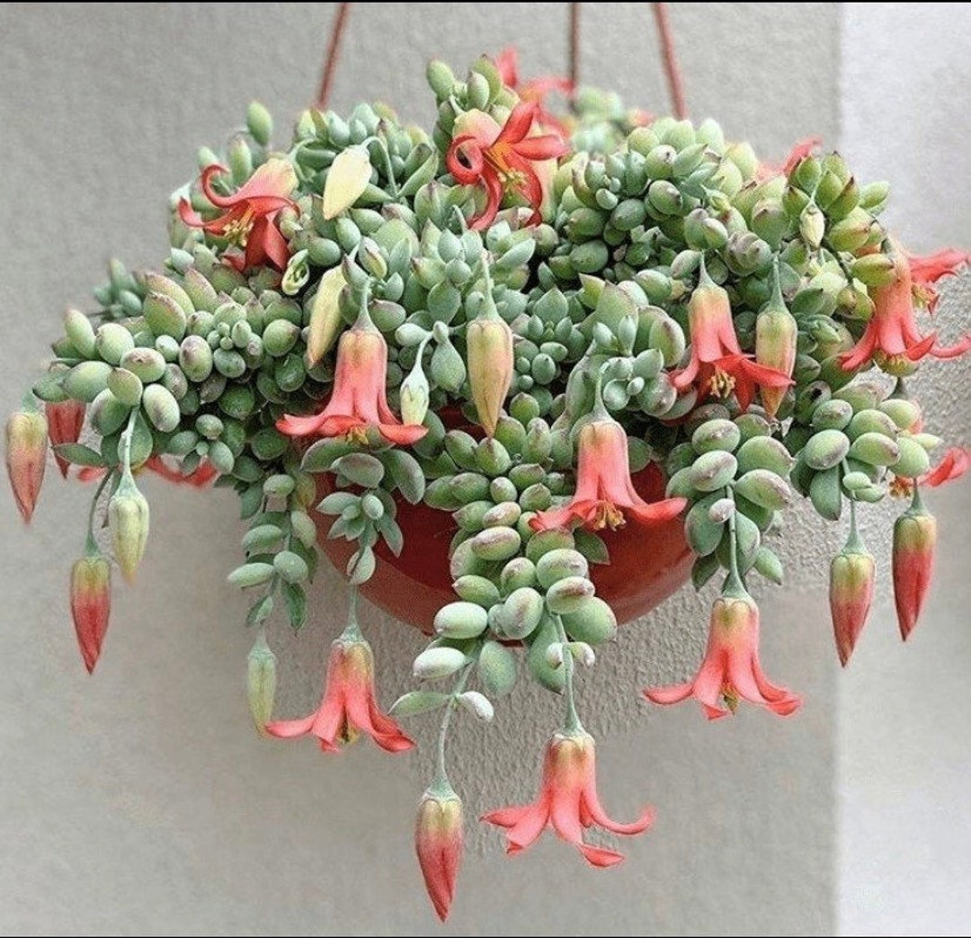 Cotyledon Pendens, Rare Succulents, Well Rooted Plants - Etsy