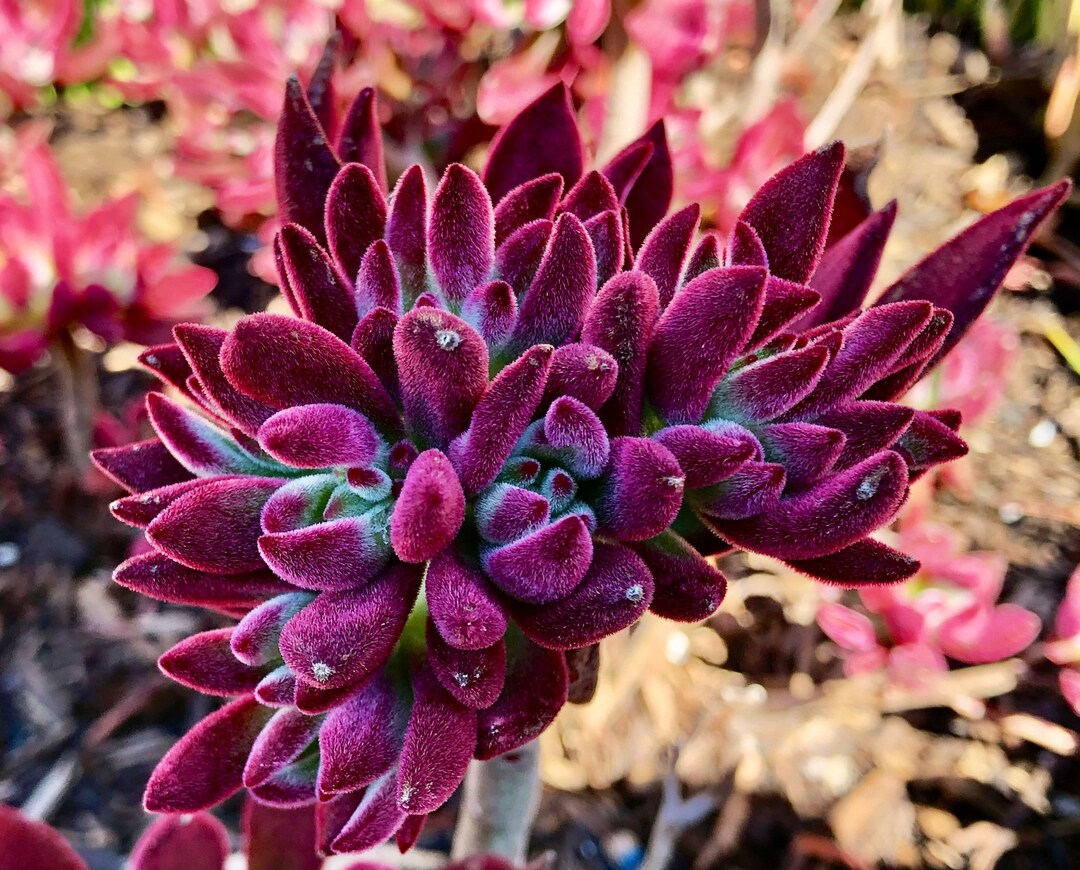 Echeveria Pulvinata Red ‘devotion’, Rare Succulent, Velvet Burgundy ...