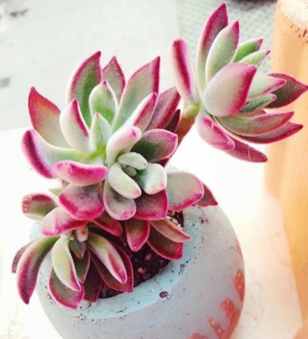 Echeveria Pulvinata, chenille Plant, Cute Fuzzy Succulents, Easily Grow ...