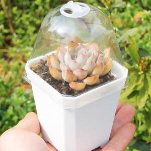 S39-conophytum Burgeri, 10 Premium Seeds, Rare Succulent, High ...