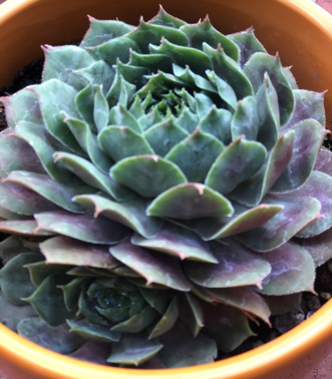 Sempervivum Jade Rose, Hens and Chicks Succulents, Bare Root, Frost ...