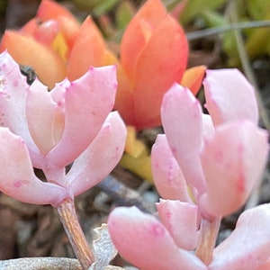 Sandstone Vygie Succulent: Pink Ice Plant, Rare Oscularia Deltoides - Etsy