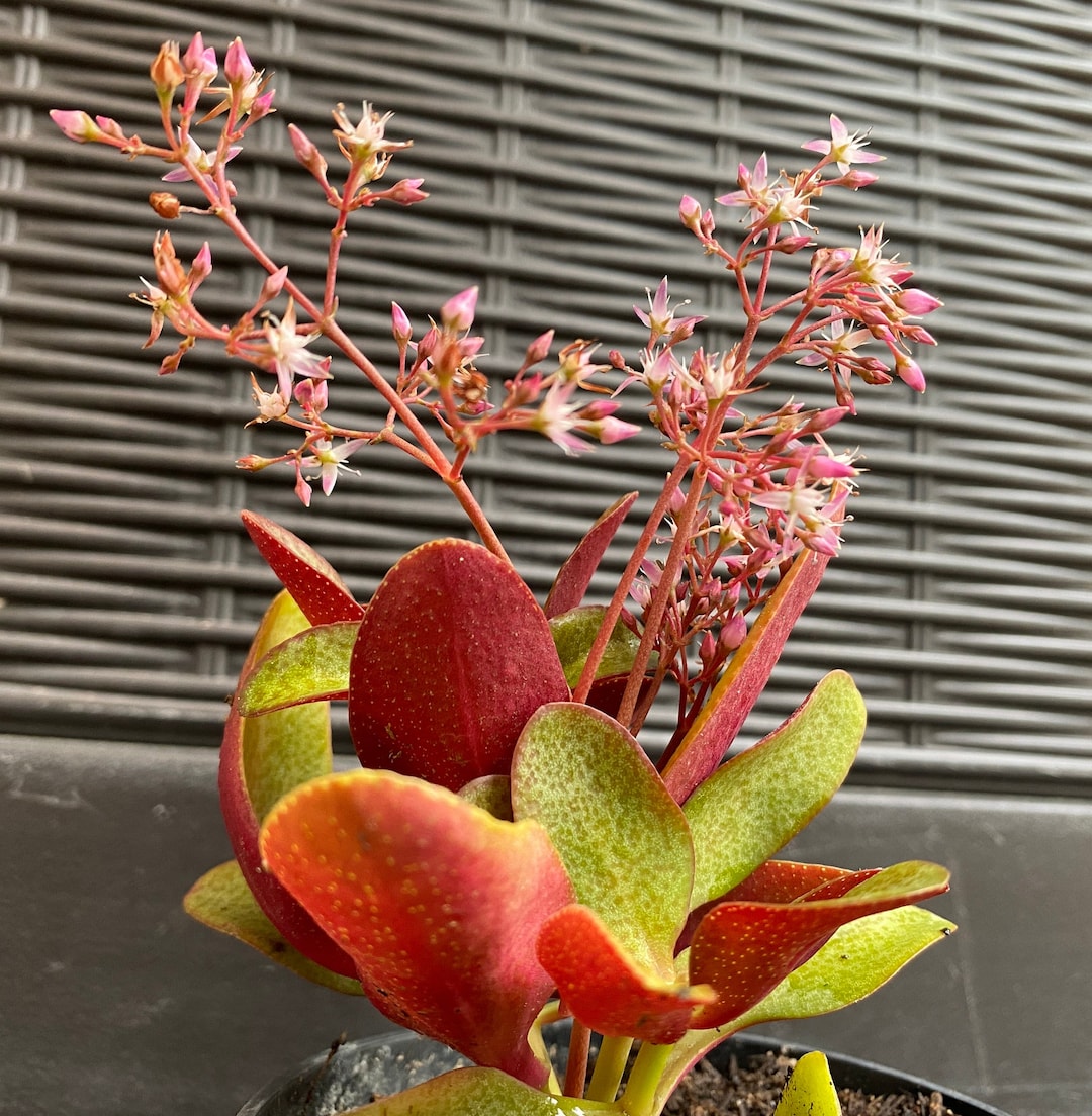 Crassula Multicava Red (fairy Crassula), Red Fairy, Exotic Limited ...