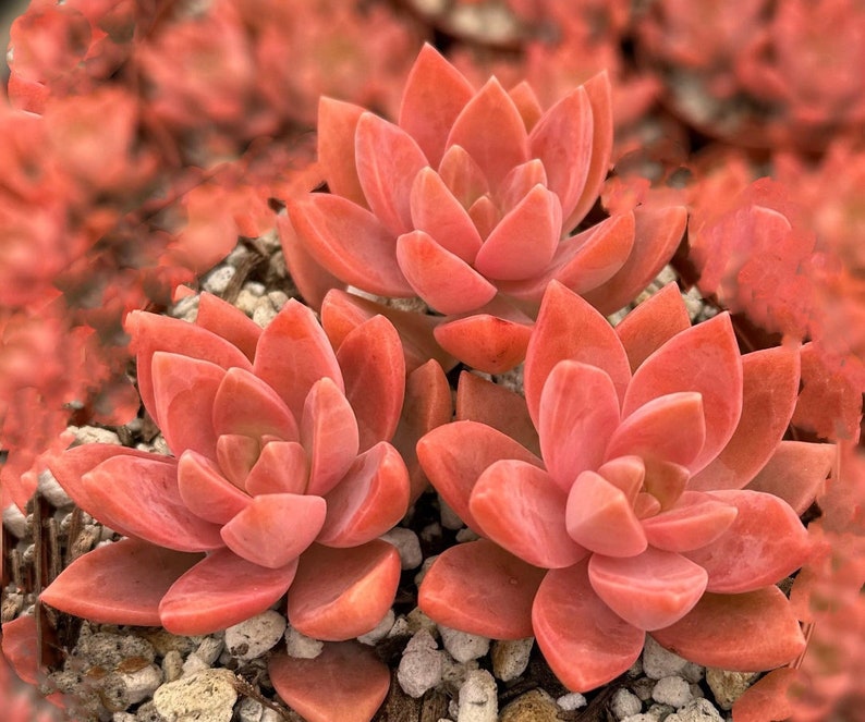 California Sunset, Sedum Sunset, Hardy Succulents - Etsy