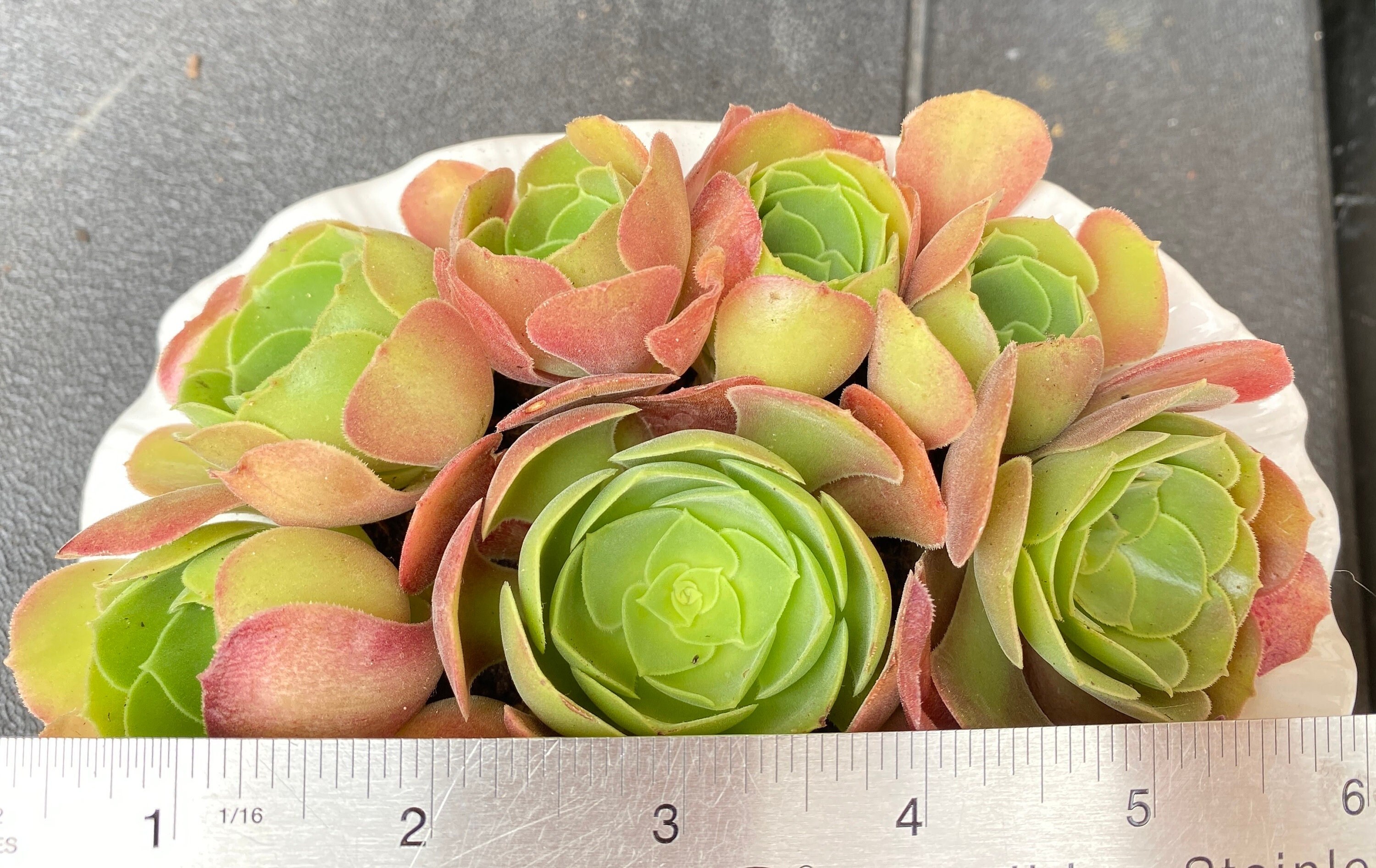 12 Aeonium Blushing Beauty Stem Cuttings 24, Aeonium Succulent, Easily ...