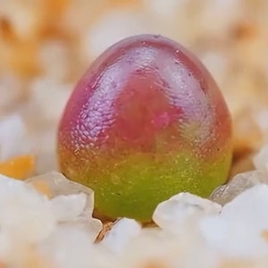 S39-conophytum Burgeri, 10 Premium Seeds, Rare Succulent, High ...