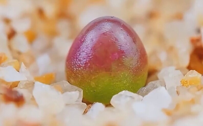 S39-conophytum Burgeri, 10 Premium Seeds, Rare Succulent, High ...