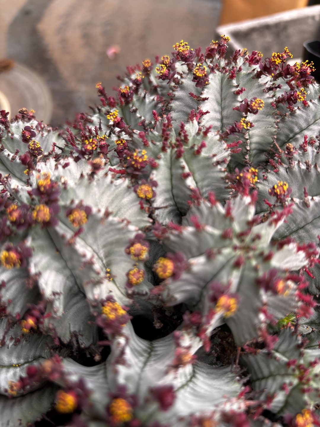 Euphorbia Polygona Snowflake Hybrid: Rare Drought-tolerant Succulent - Etsy