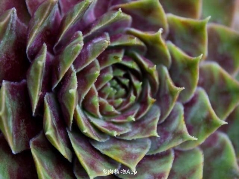 Sempervivum Jade Rose, Hens and Chicks Succulents, Bare Root, Frost ...
