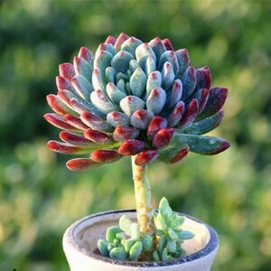 Sedeveria Blue Elf, Rare Succulents - Etsy