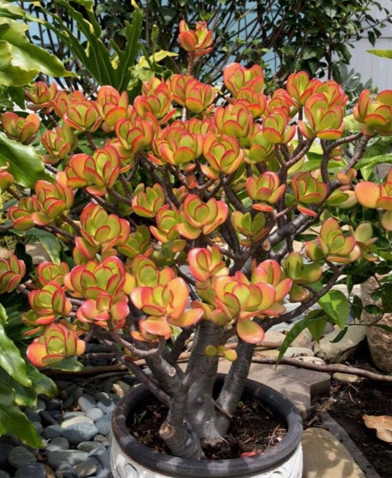 Red Tip Jade Plant: Crassula Ovata Succulent, Money Tree (4-22” Tall ...