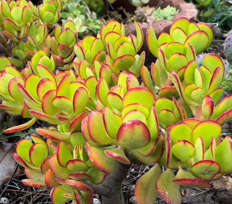Red Tip Jade Plant: Crassula Ovata Succulent, Money Tree (4-22” Tall ...