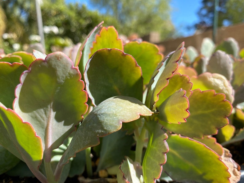 Kalanchoe Aurora Borealis Succulents, Color Changes Between Purple ...