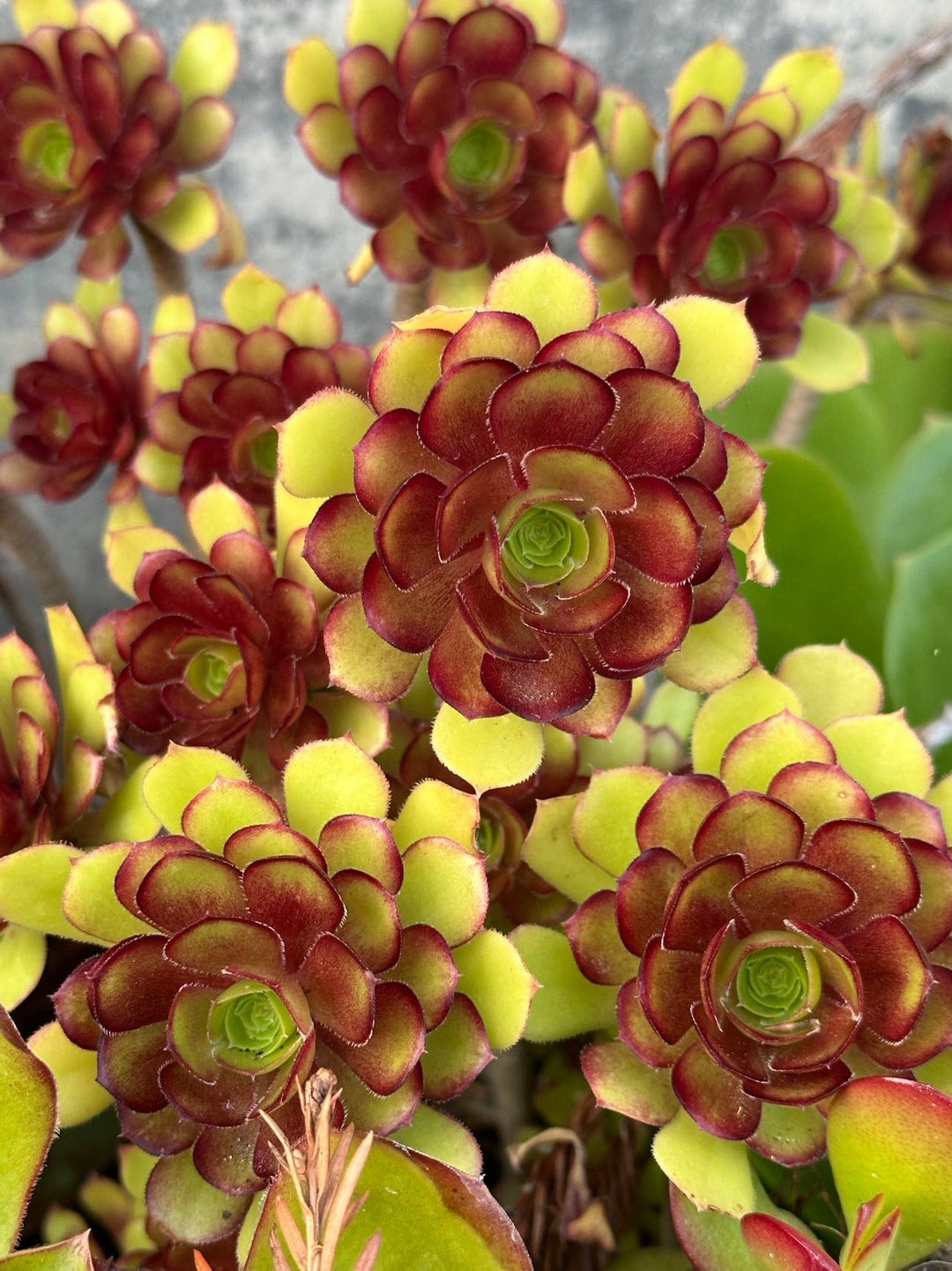 Variegated Aeonium Sunset Succulent Cutting - Rare Hybrid - Etsy