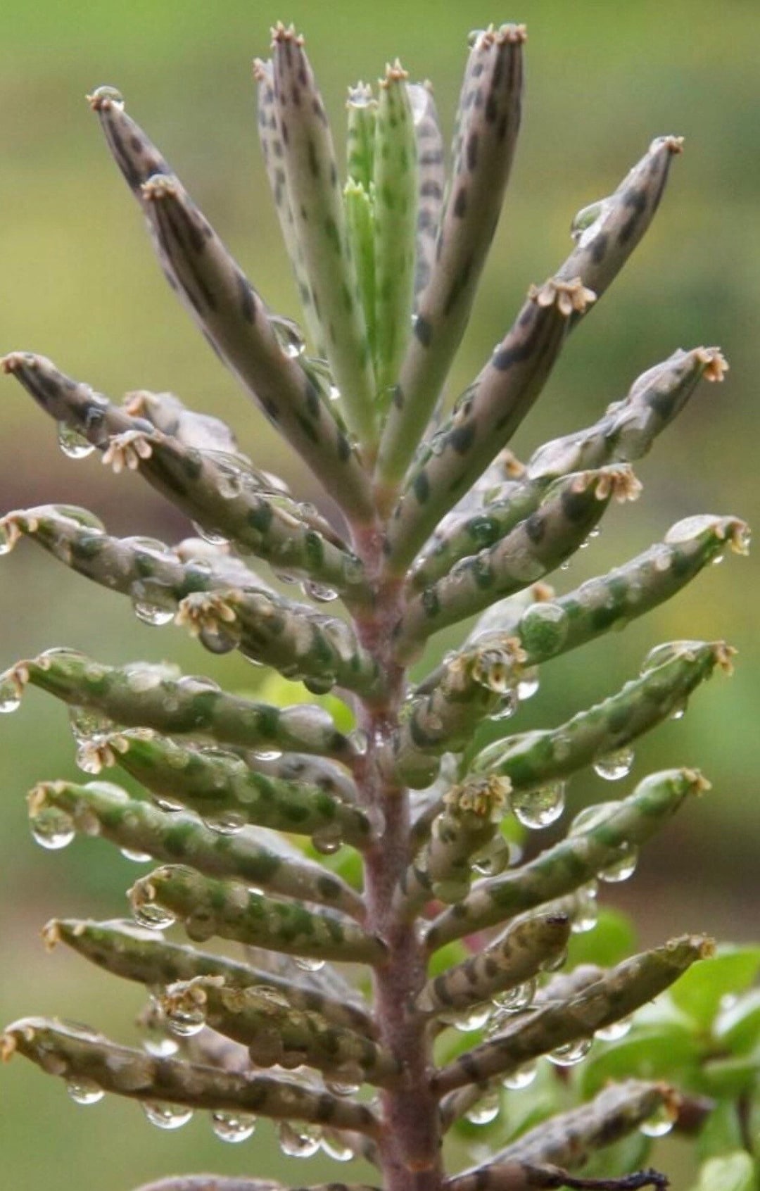 Mother of Thousands/ Alligator Plant/kalanchoe Houghtonni, Rare ...