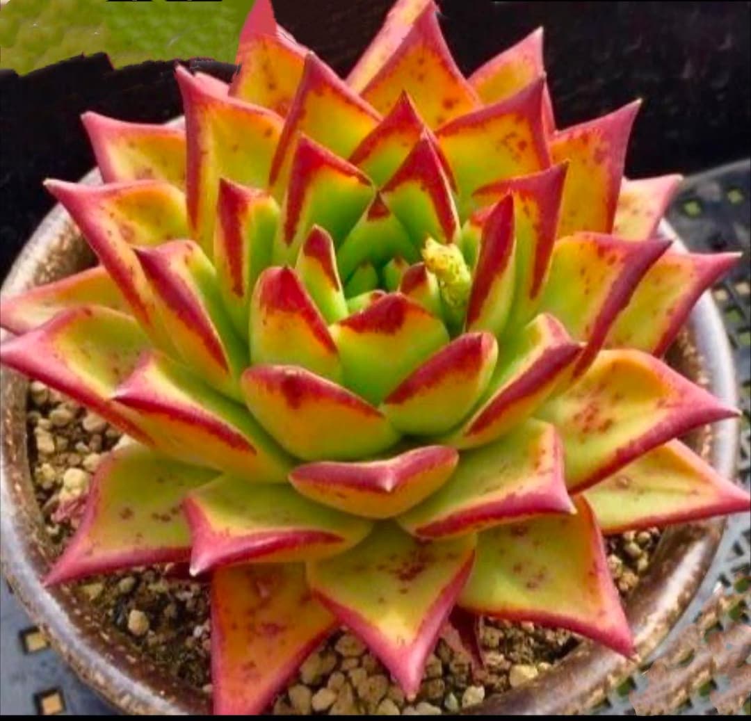 Echeveria Agavoides Lipstick Succulent: Rare Live Plant - Etsy