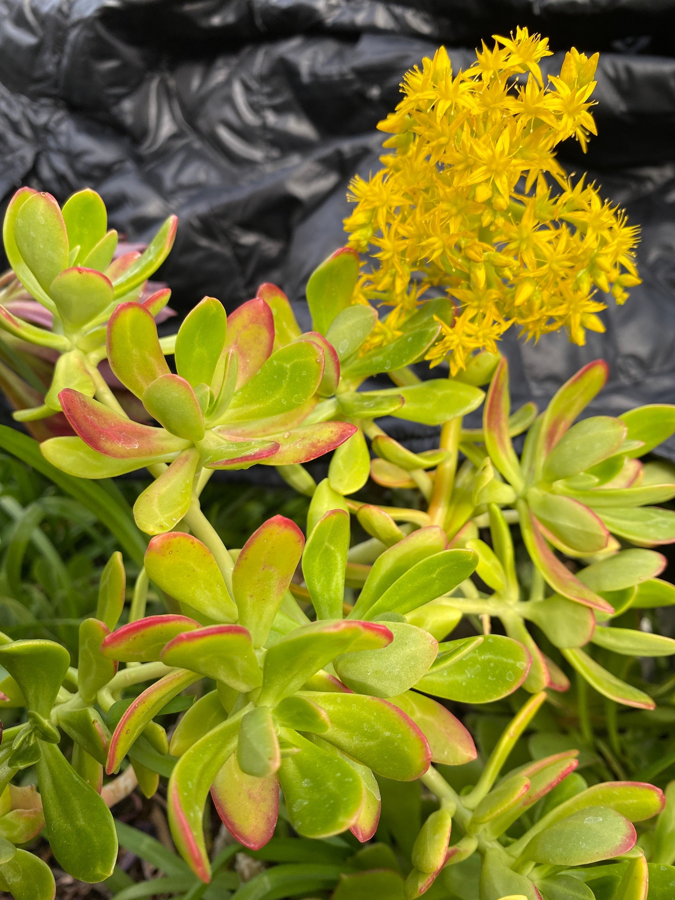 Sedum Dendroideum, Tree Stonecrop, Rare Succulents With Massive Long ...