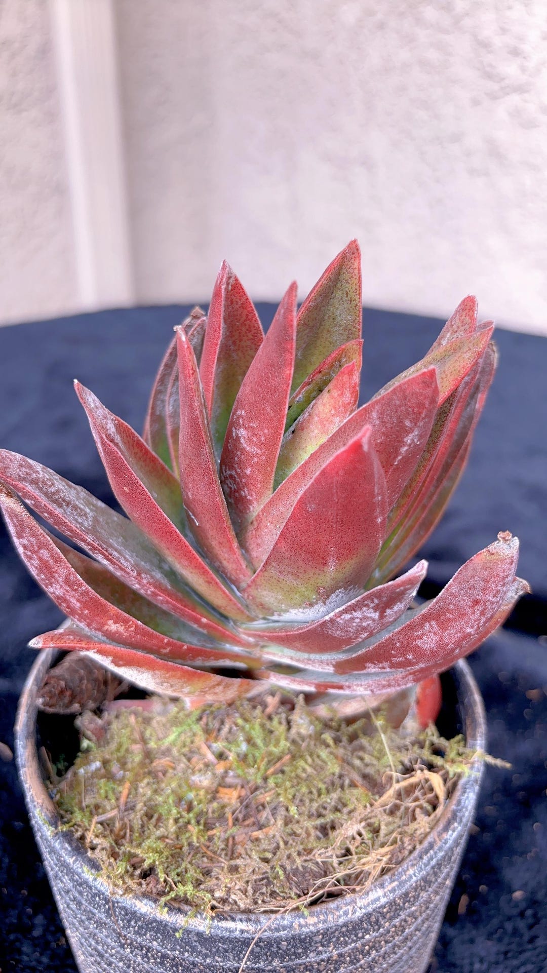 Crassula, Alba Garnet Lotus, Very Rare Succulent Species, Heat and ...