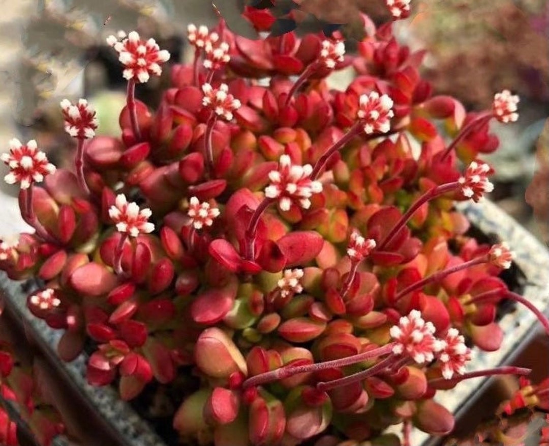 Small Red Carpet Stonecrop, Crassula Pubescens Ssp. Radicand, Green in ...