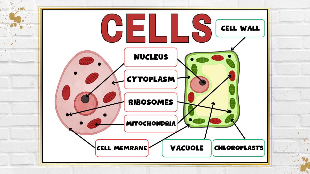 Cells Display Bulletin Board - Etsy
