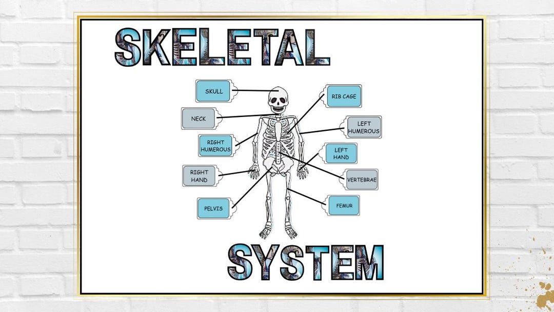 The Skeletal System Bullet Display Board - Etsy