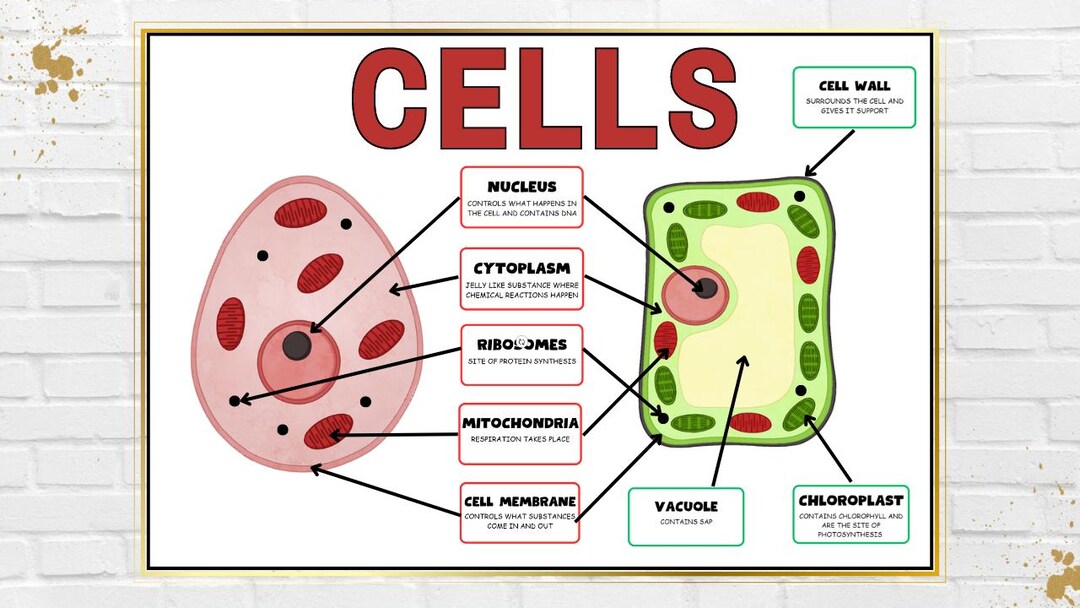 Cells Display Bulletin Board - Etsy