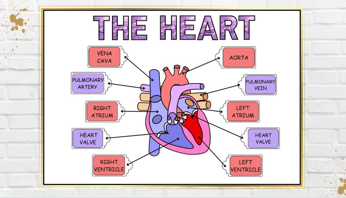 The Heart Bulletin Board Display - Etsy