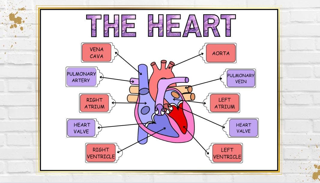 The Heart Bulletin Board Display - Etsy