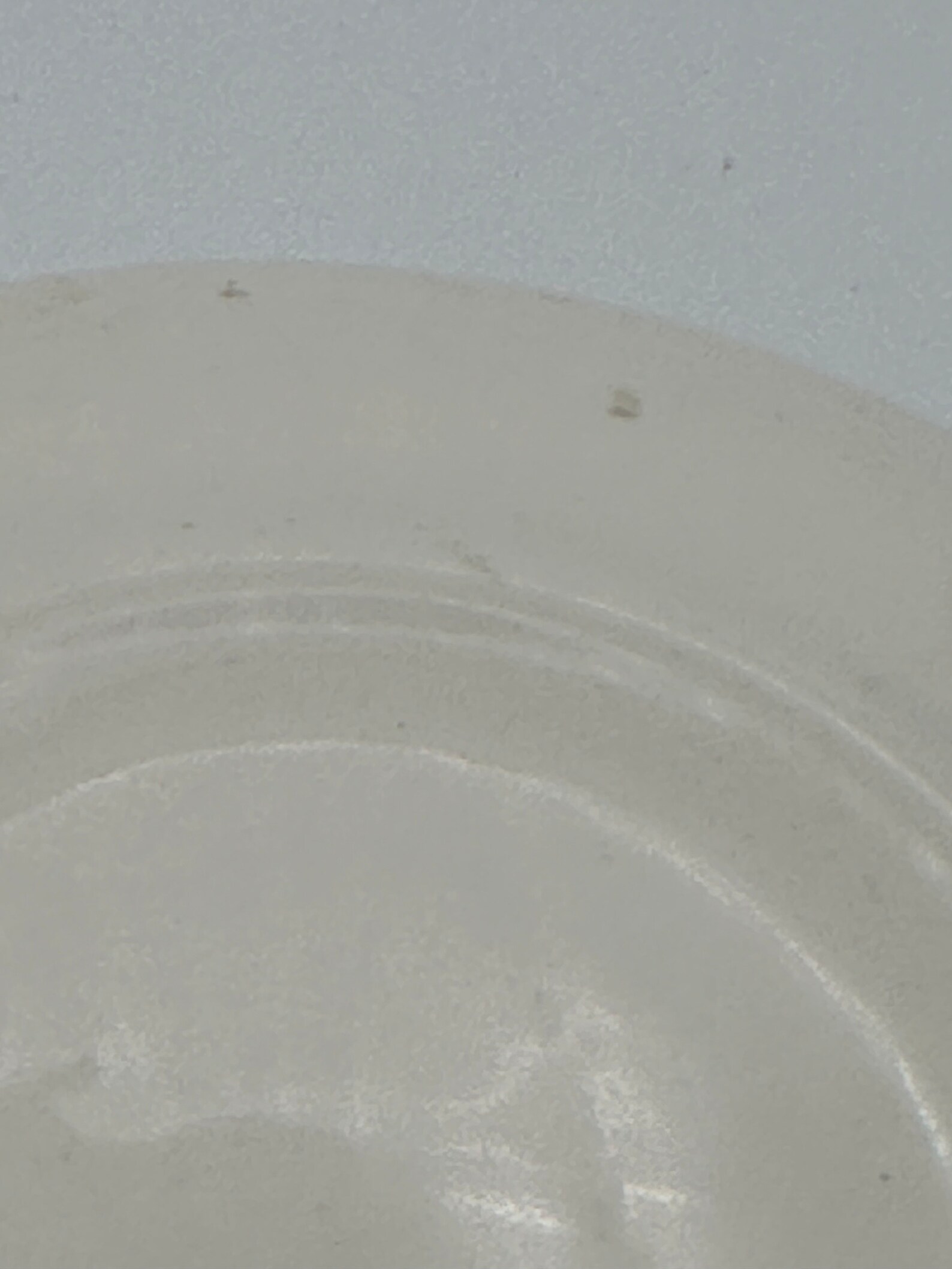 Scio Pottery Holly Pattern Saucer 6”, MCM Christmas China Holly With ...