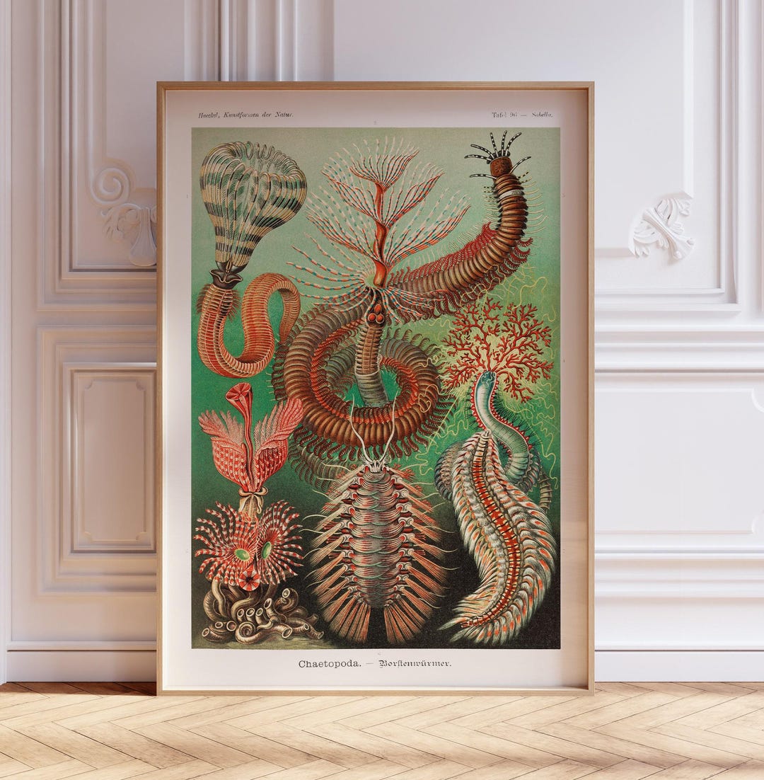 Ernst Haeckel Poster, Chaetopoda, Ernst Haeckel Print, Vintage ...