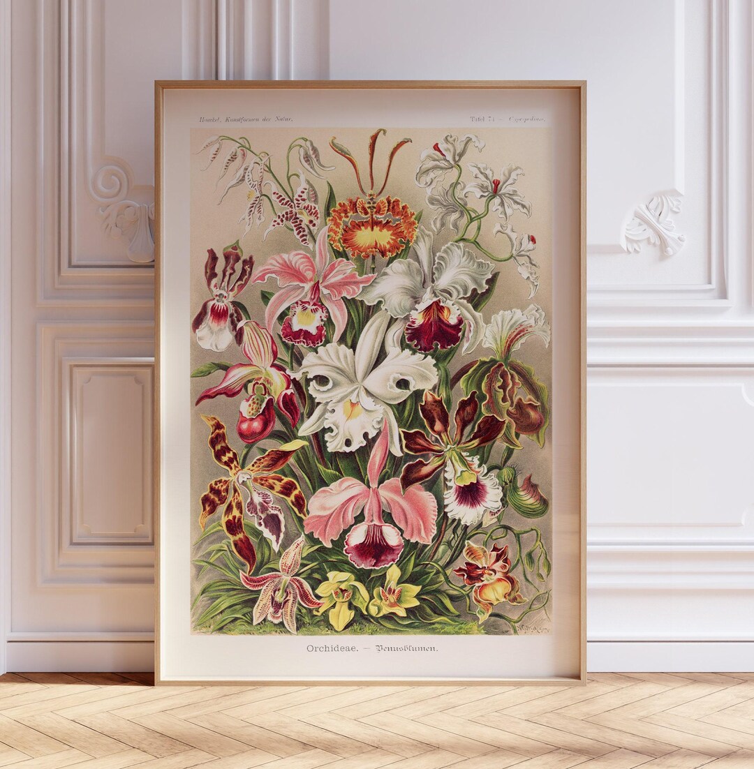 Ernst Haeckel Poster, Orchidae, Ernst Haeckel Print, Vintage Exhibition ...