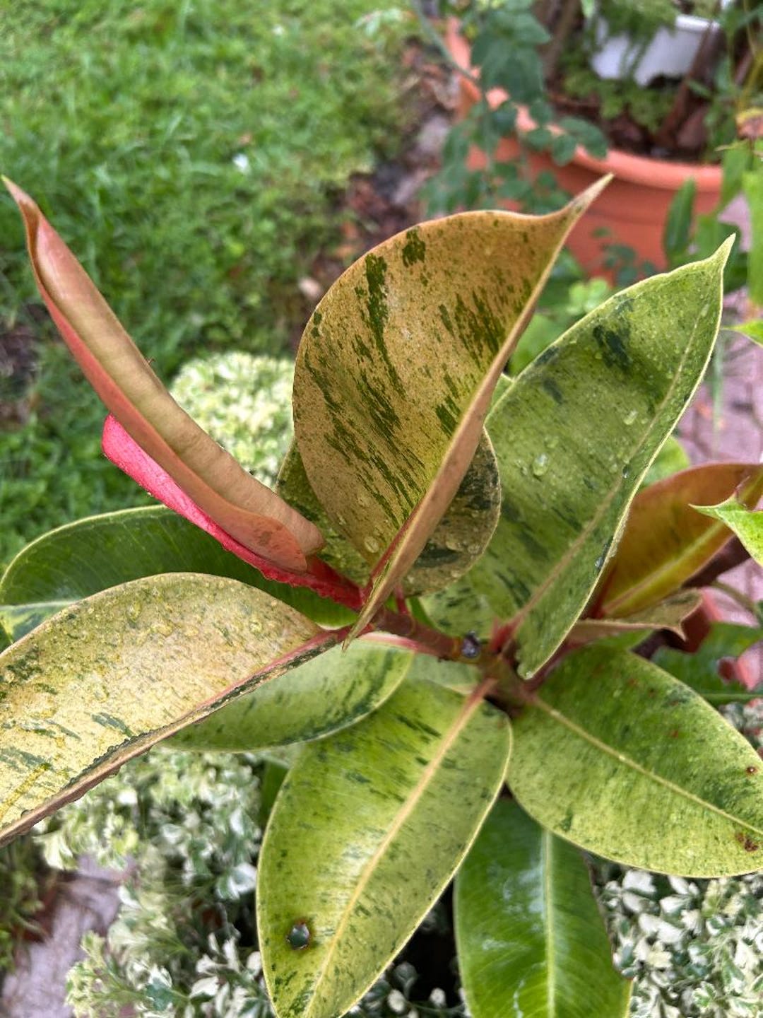 Moonshine Rubber Tree Ficus Shivereana Variegated Rubber Tree Ficus ...