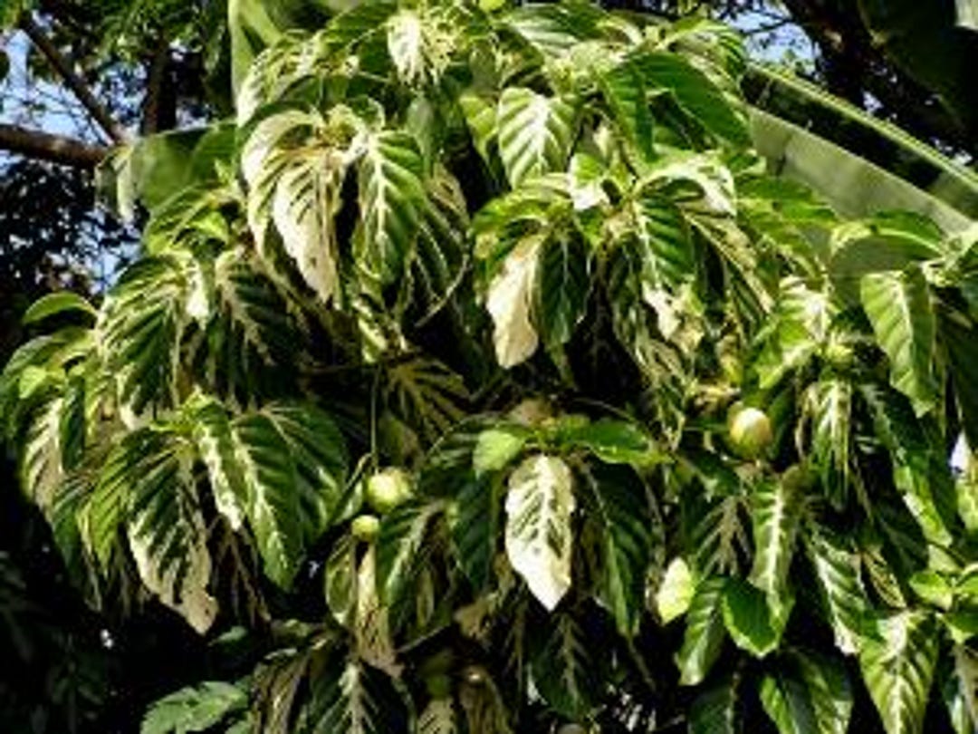 Rare Variegated Noni Philippine Fruit Tree (morinda Citrifolia)-1 ...